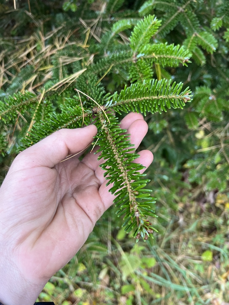 Fraser fir from George Washington & Jefferson National Forests, Natural ...