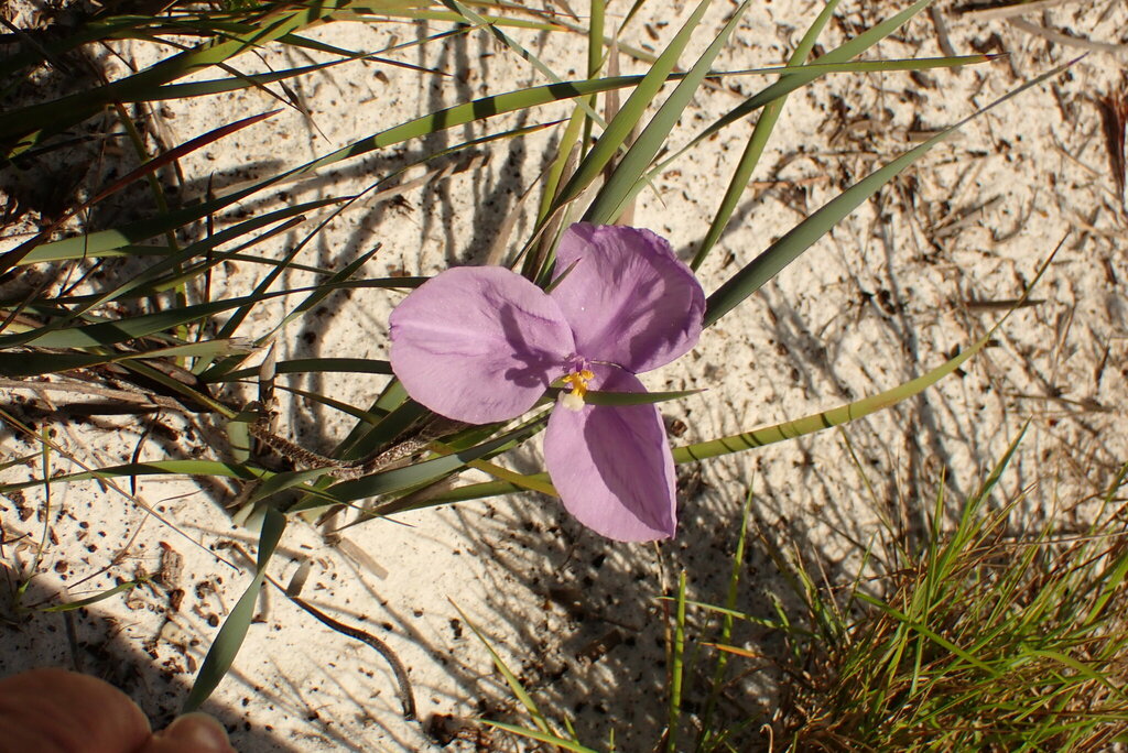 Silky Purple Flag from Sunshine Coast QLD, Australia on January 14 ...