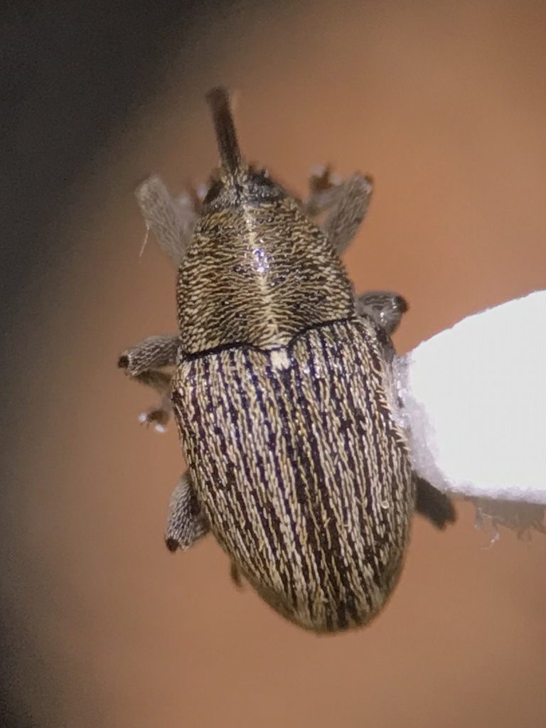 True Weevils from Missouri National Recreation River, Newcastle, NE, US ...