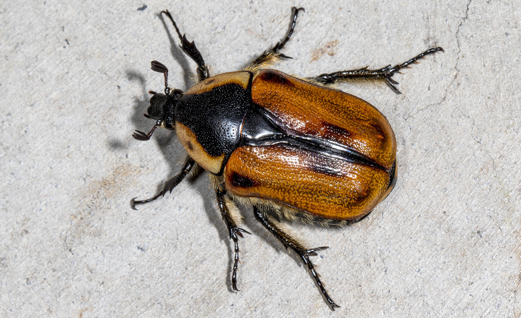 Cowboy Beetle from Sale VIC 3850, Australia on January 17, 2024 at 11: ...