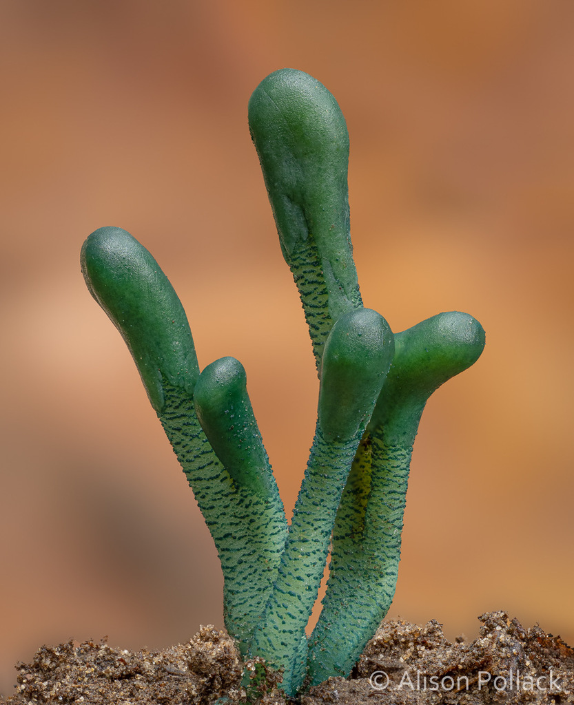 Microglossum from Sonoma County, CA, USA on January 15, 2024 at 05:53 ...
