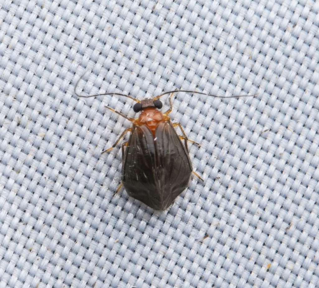 False Lizard Barklice from 中国云南省西双版纳傣族自治州勐腊县 on October 12, 2023 at 11: ...