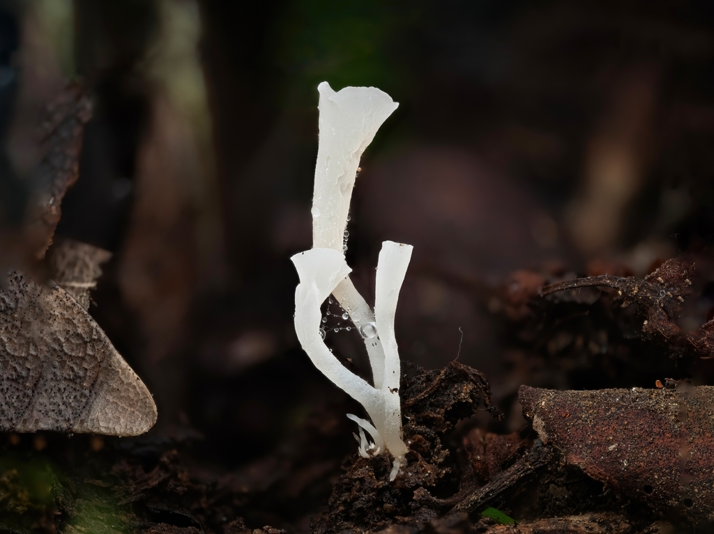 Clavicorona from Oak Park, CA 91301, USA on January 16, 2024 by Stu ...