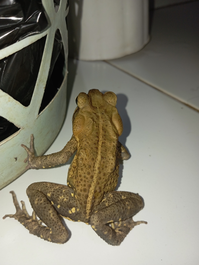 Striped Toad from Camping Caminho das Águas, São João do Príncipe, Iúna ...