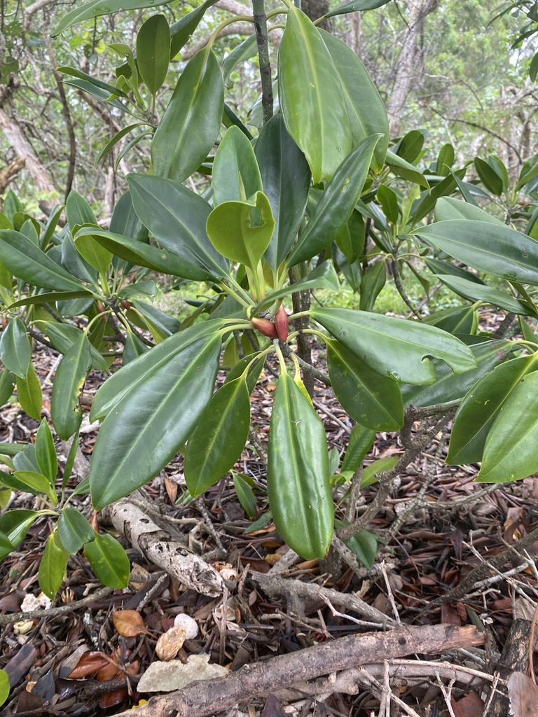 orange mangrove from Moreton Bay, Karragarra Island, QLD, AU on January ...