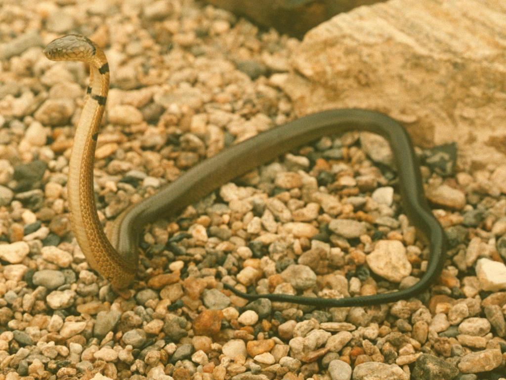 Storm's Water Cobra (Naja annulata stormsi) - Snakes and Lizards