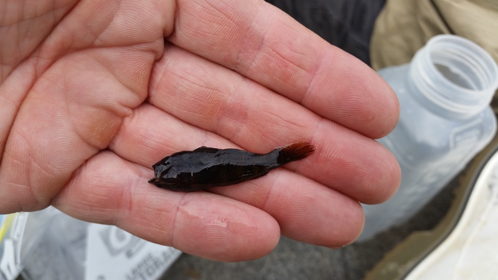 Dotsugobius bleekeri from Deeral QLD 4871, Australia on June 11, 2021 ...