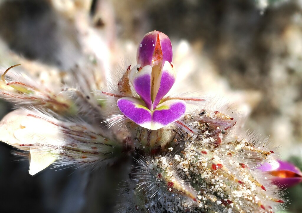 Hairy Prairie Clover from San Diego, California, United States on ...