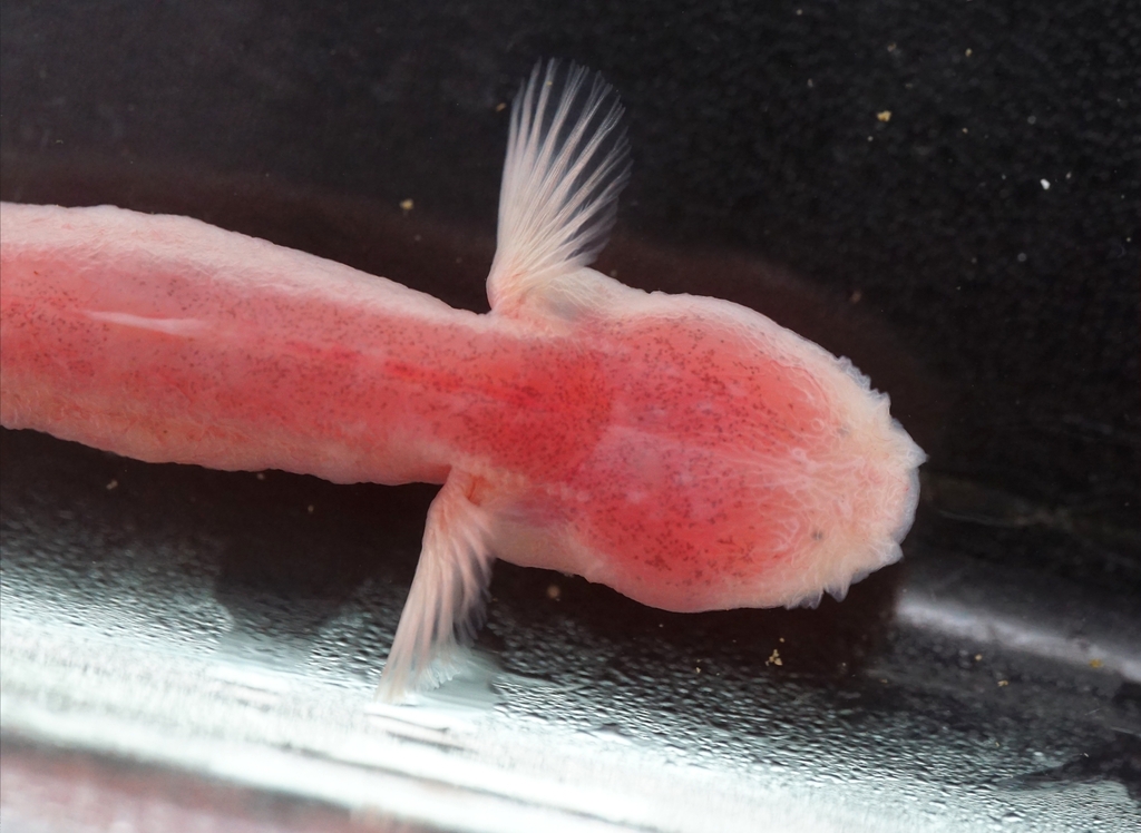 Blind Goby from San Diego County, US-CA, US on January 13, 2024 at 07: ...