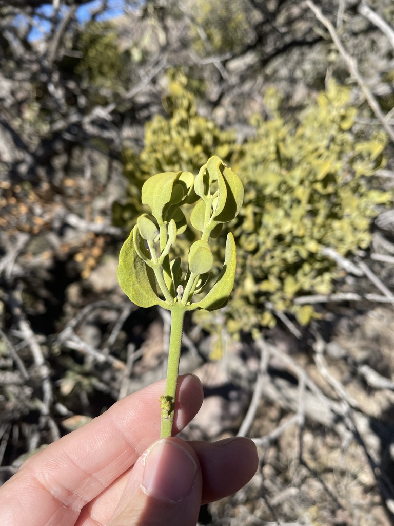 American Mistletoe from Jeff Davis County, US-TX, US on January 16 ...