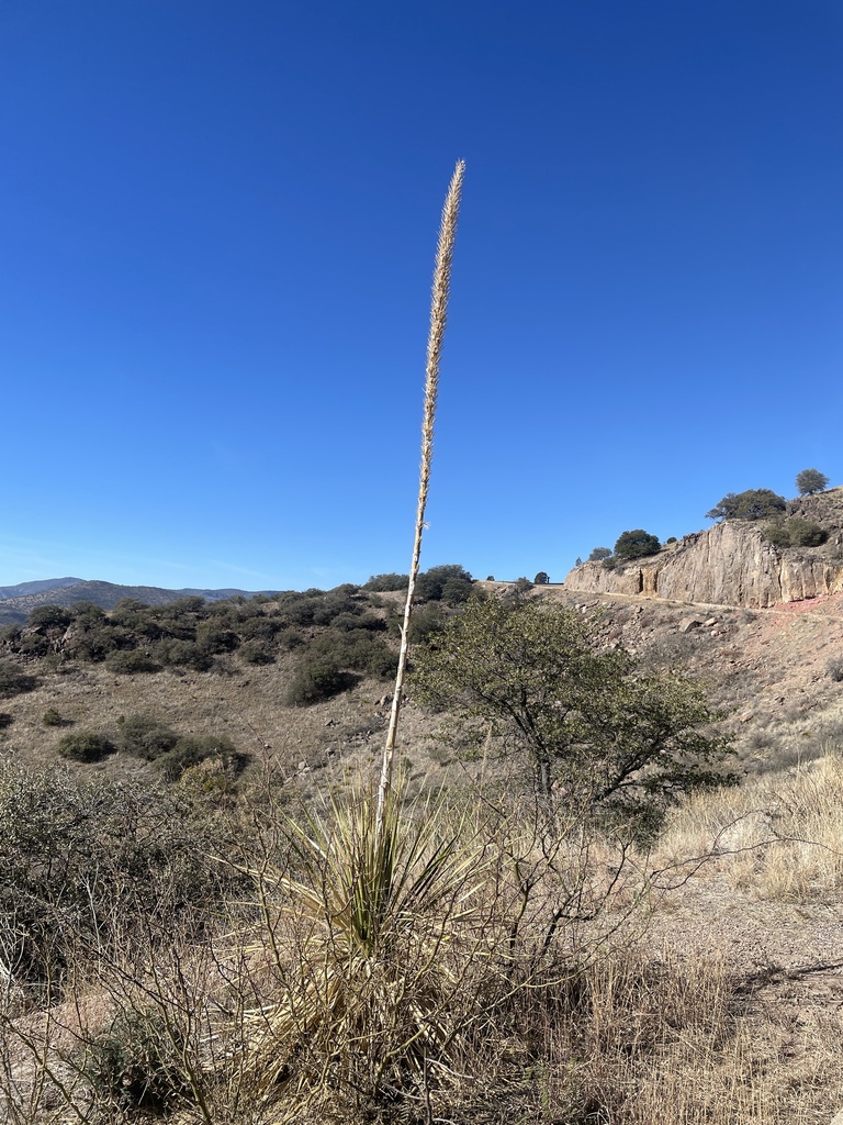 Smooth Sotol from Jeff Davis County, US-TX, US on January 16, 2024 at ...