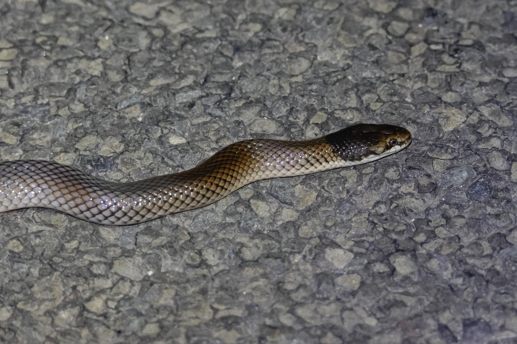Curl Snake in January 2024 by Braden Mcdonald · iNaturalist