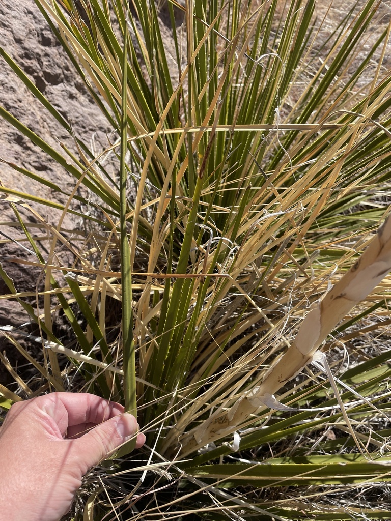Smooth Sotol from Jeff Davis County, US-TX, US on January 16, 2024 at ...