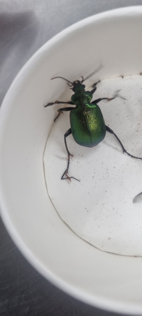 Green Carab Beetle from Pukatja SA 0872, Australia on January 17, 2024 ...