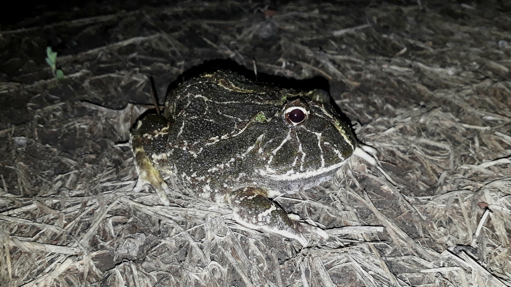 Chacoan Horned Frog from Las Colonias, Santa Fe, Argentina on January ...