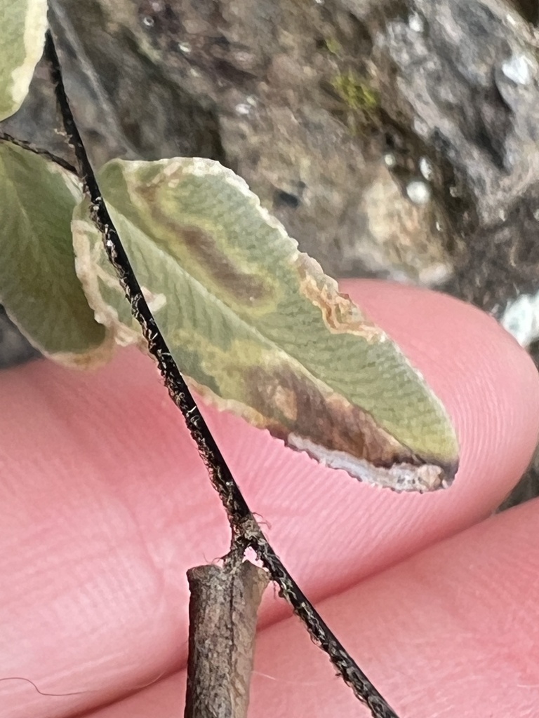 Winged and Once-winged Insects from Natural Bridge State Park, Natural ...