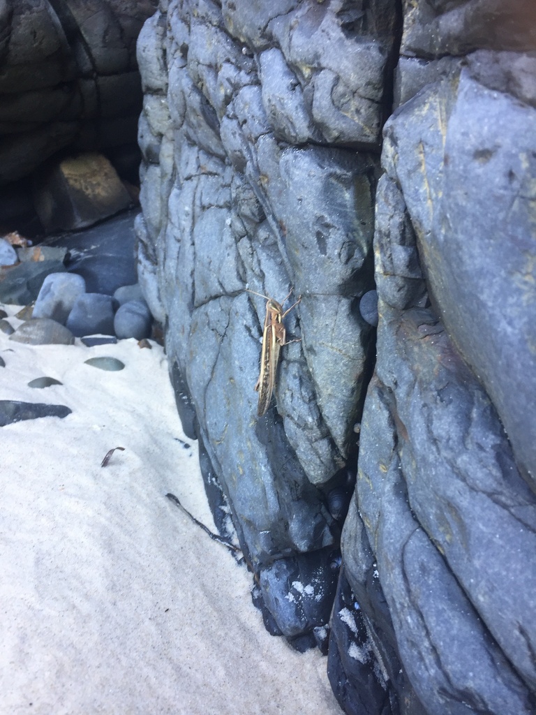 Spur-throated Locust from Tasman Sea, Forster, NSW, AU on June 3, 2023 ...