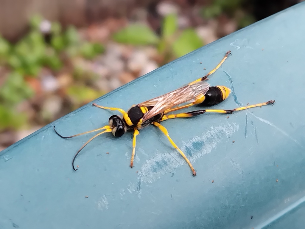 Black Mud-dauber Wasps from Sydney NSW, Australia on January 12, 2024 ...