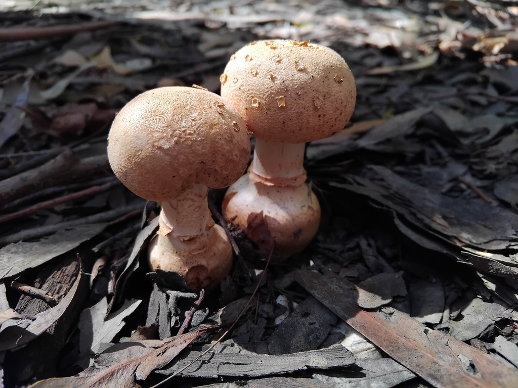 Amanita subsect. Gymnopodae from Sydney NSW, Australia on January 12 ...