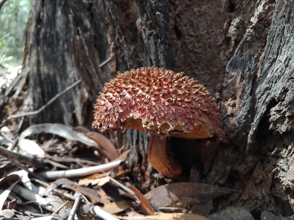 Boletellus from Sydney NSW, Australia on January 12, 2024 at 04:15 PM ...