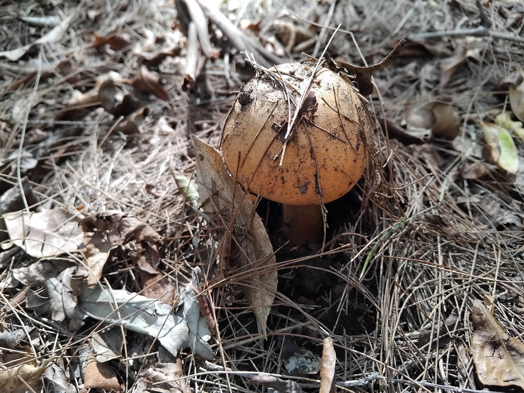 Amanita subsect. Gymnopodae from Sydney NSW, Australia on January 12 ...
