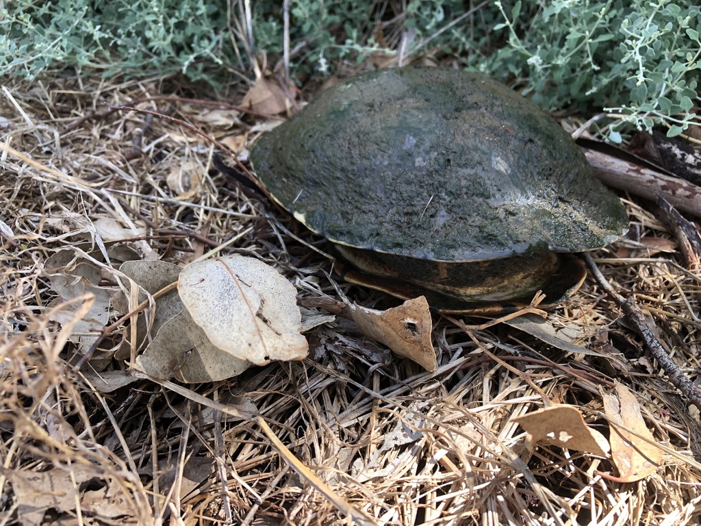 Common Snake-necked Turtle from Bridgewater-Maldon Rd, Baringhup, VIC ...