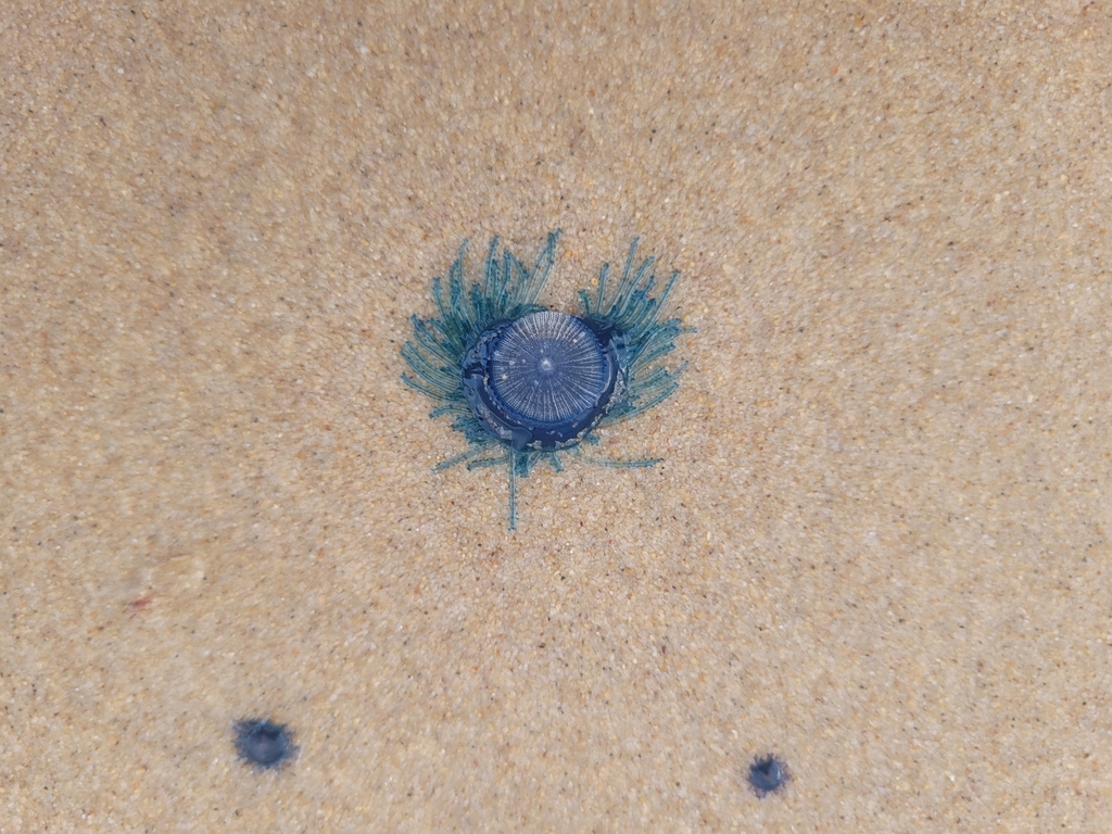 Blue Button from Bundagen NSW 2454, Australia on January 16, 2024 at 07 ...