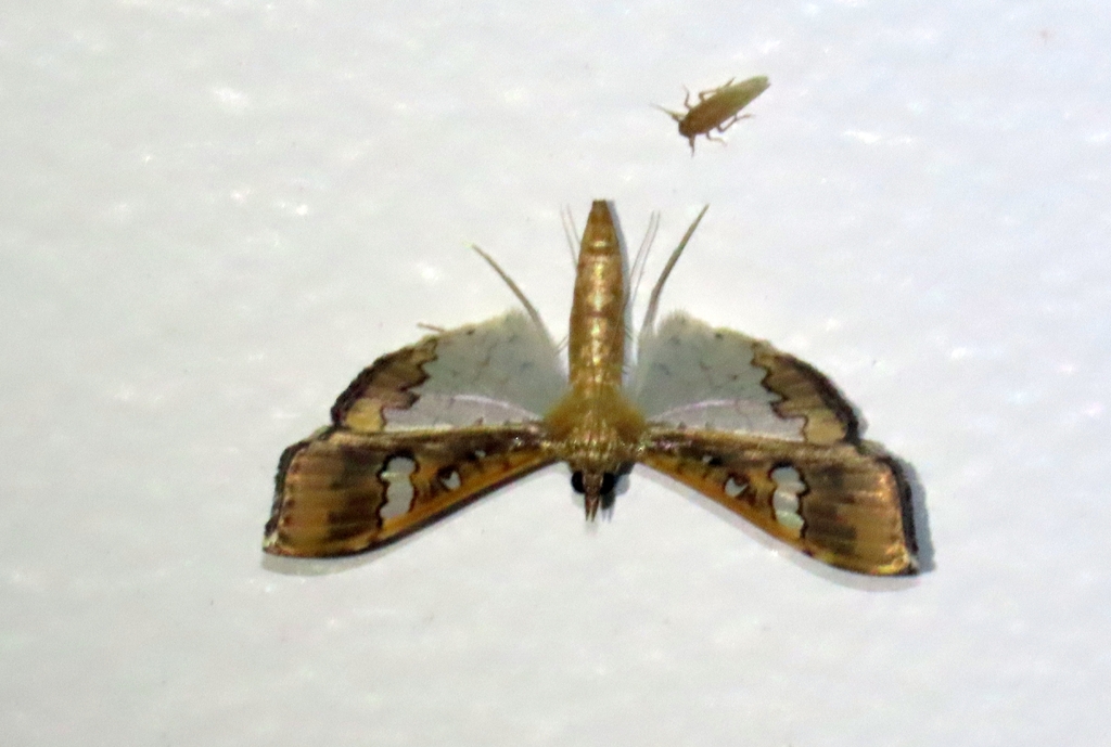 Mung Bean Moth from Octantis Park, Brisbane QLD, Australia on January ...