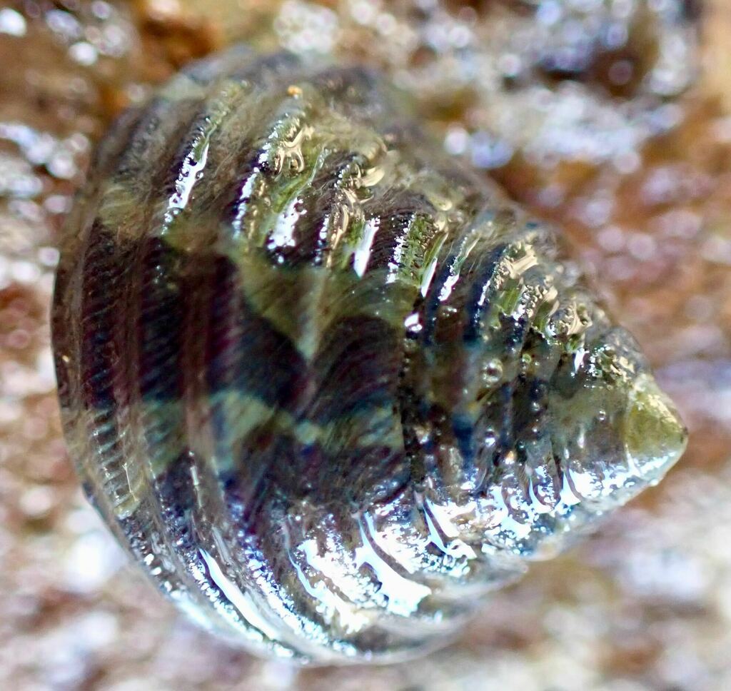Zebra Top Snail from Tallebudgera Creek, Burleigh Heads, QLD, Australia ...