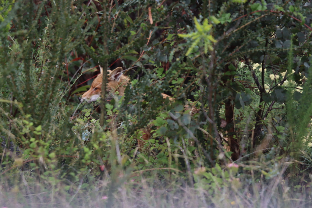 Red Fox from Booth, ACT 2620, Australia on January 15, 2024 at 12:32 PM ...
