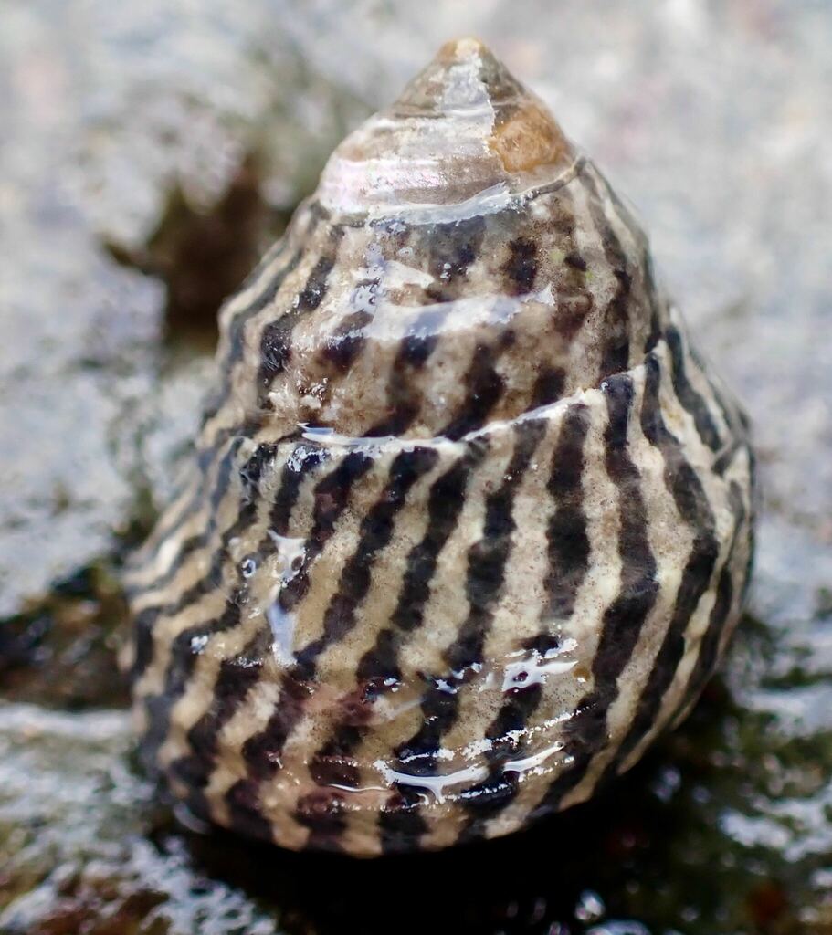 Zebra Top Snail from Tallebudgera Creek Sea Wall QLD, Australia on ...