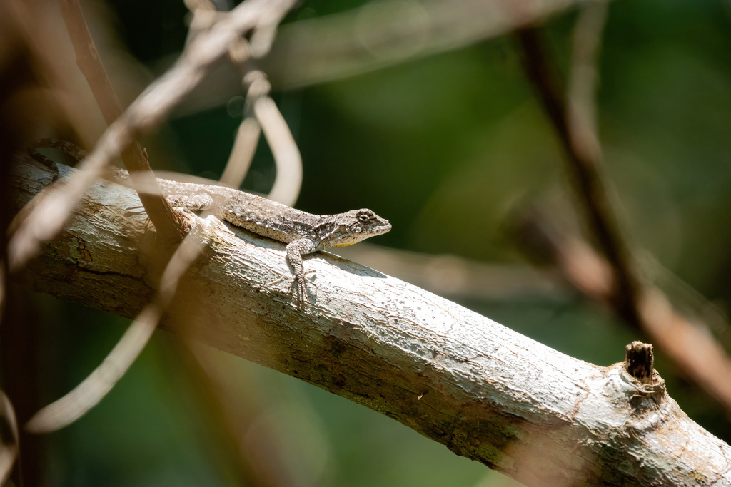 Tree and Bush Lizards from Bahía de Banderas, Nay., MX on January 13 ...