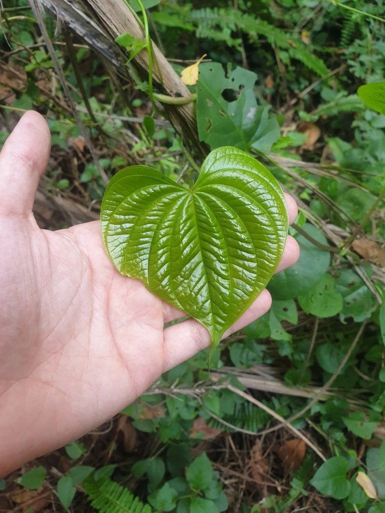 air potato from Upper Mount Gravatt QLD 4122, Australia on January 17 ...