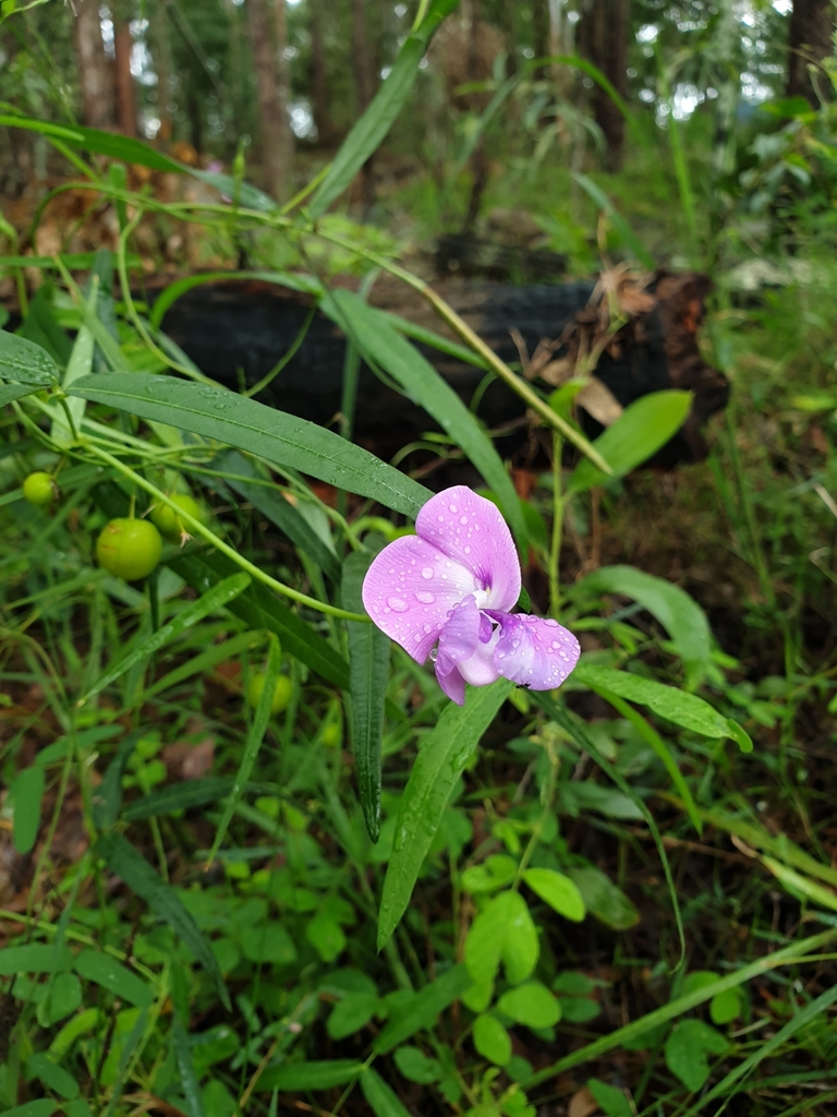 Wild Cow Pea from Mount Gravatt QLD 4122, Australia on January 17, 2024 ...
