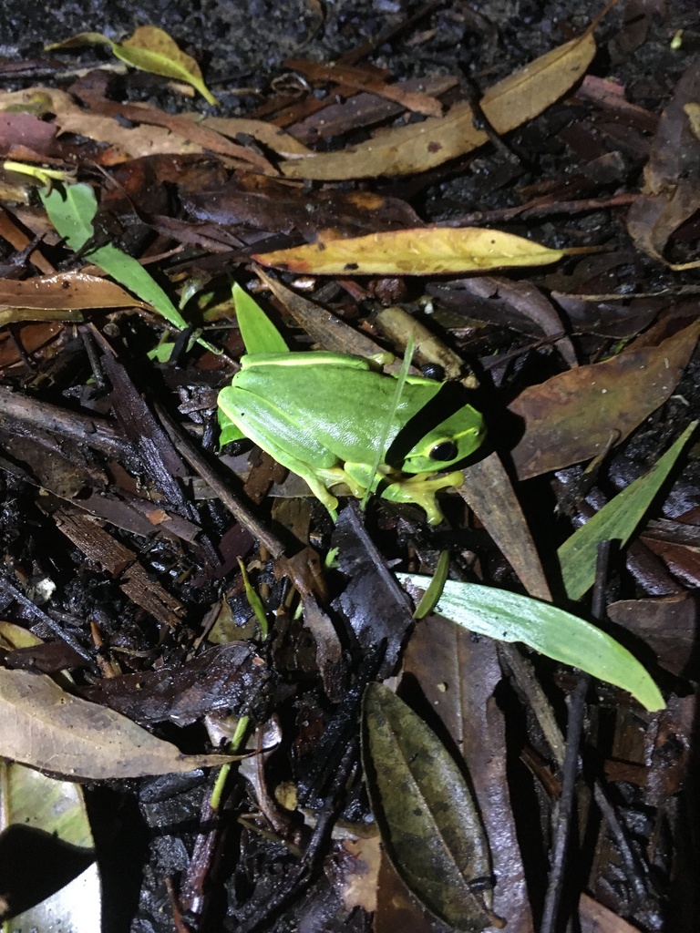 Graceful Tree Frog in January 2024 by dells · iNaturalist