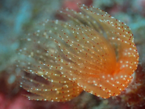 Protula intestinum · iNaturalist Mexico