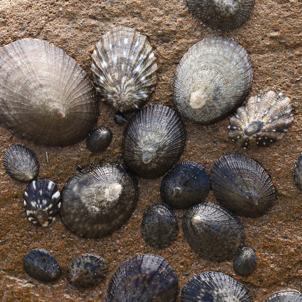 Indo-Pacific Limpets from South Island/Te Waipounamu, Otago, NZ on ...