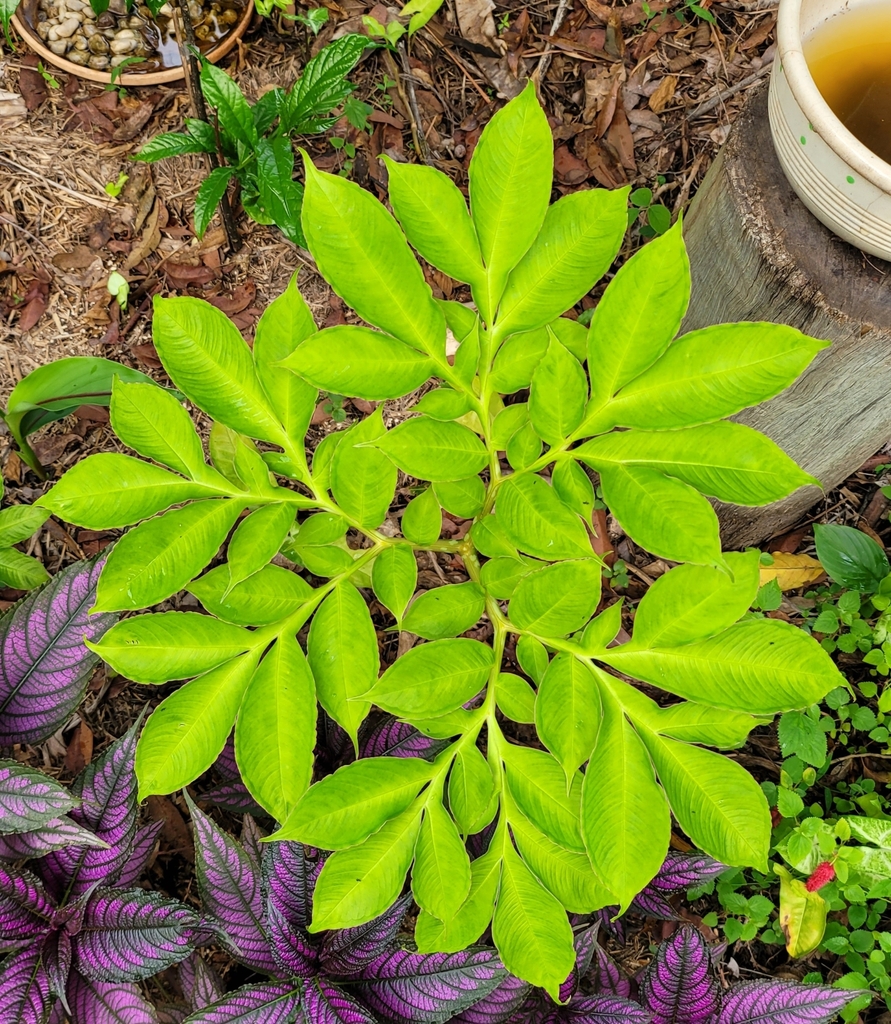 Amorphophallus from Pomona QLD 4568, Australia on January 17, 2024 at ...