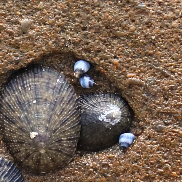 New Zealand Blue-banded Periwinkle from South Island/Te Waipounamu ...