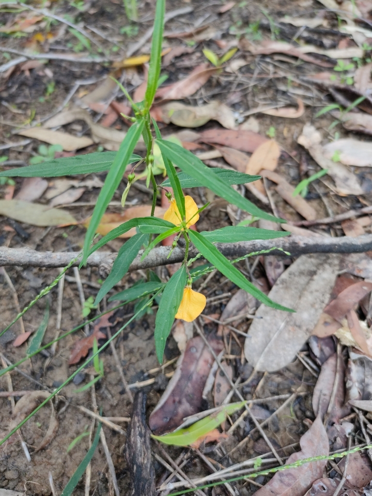 spade flower from Woocoo, AU-QL, AU on January 16, 2024 at 10:51 AM by ...