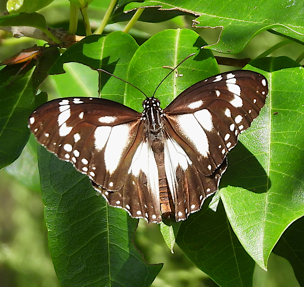 Black-and-white Tiger Butterfly from Nudgee Beach QLD 4014, Australia ...
