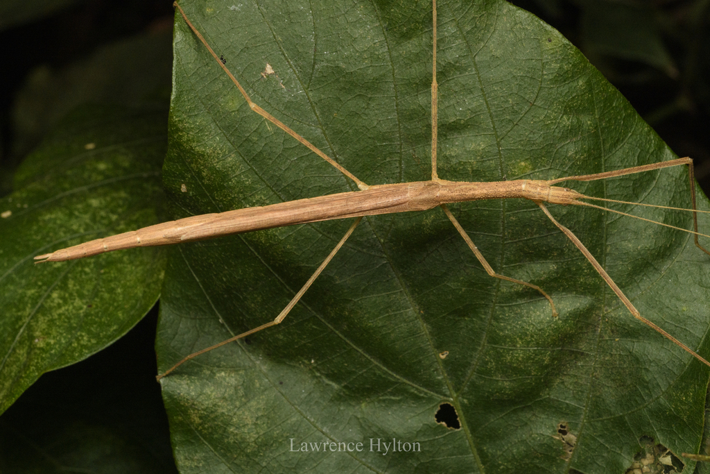 Pink-winged Stick Insect in January 2024 by Lawrence Hylton · iNaturalist