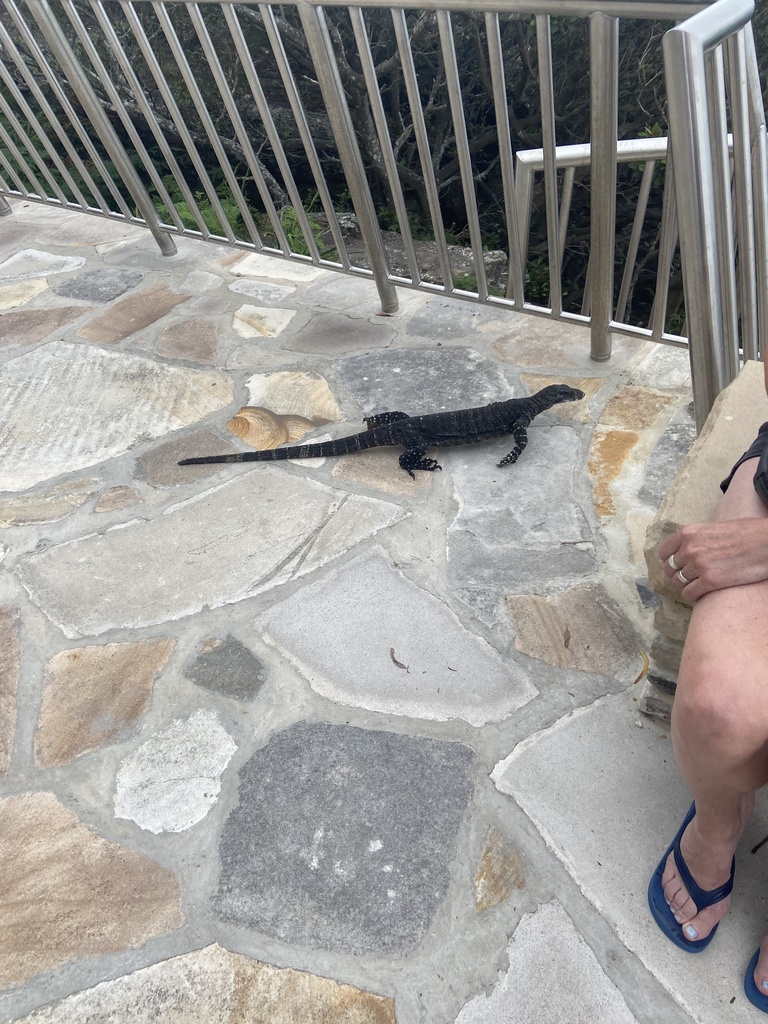 Lace Monitor from Ku-ring-gai Chase National Park, Ku-Ring-Gai Chase, NSW, AU on January 17 ...