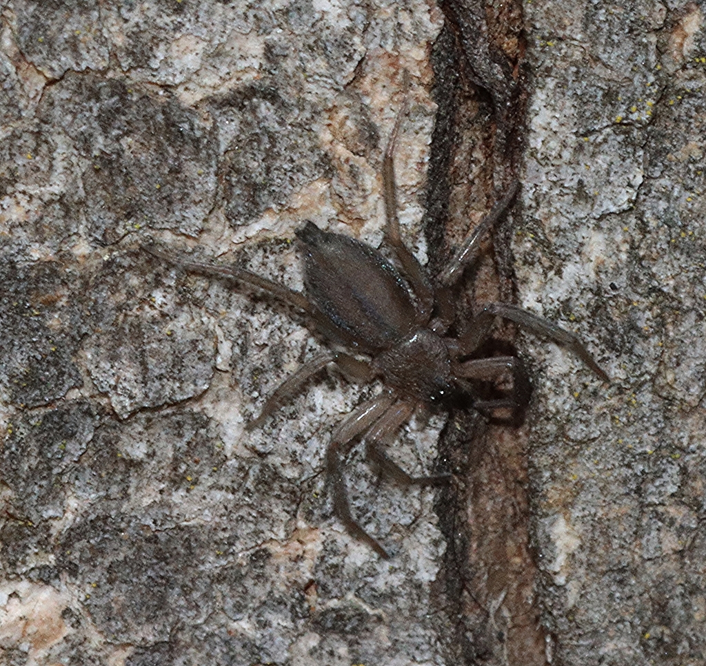 Gnaphosoid Spiders from Chiltern Valley VIC 3683, Australia on January ...