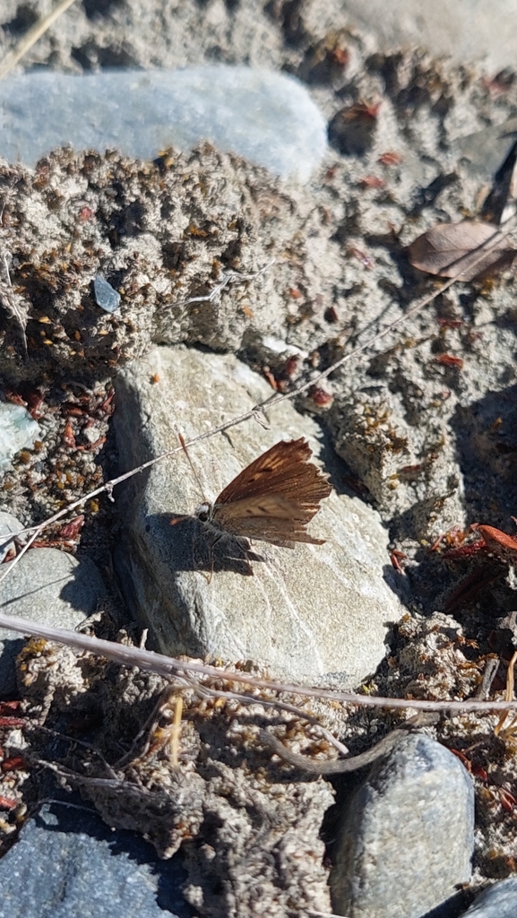 Canterbury Alpine Boulder Copper from Hopkins Valley, New Zealand on ...