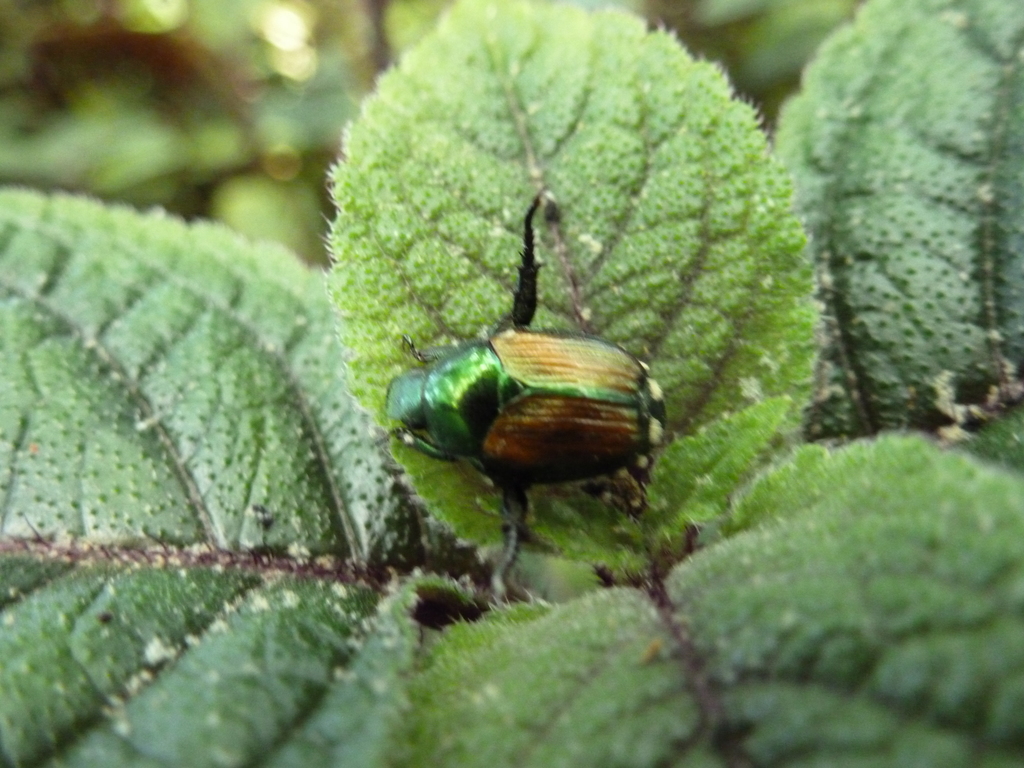 Japanese Beetle from Azores, Portugal on July 19, 2013 at 06:59 PM by ...