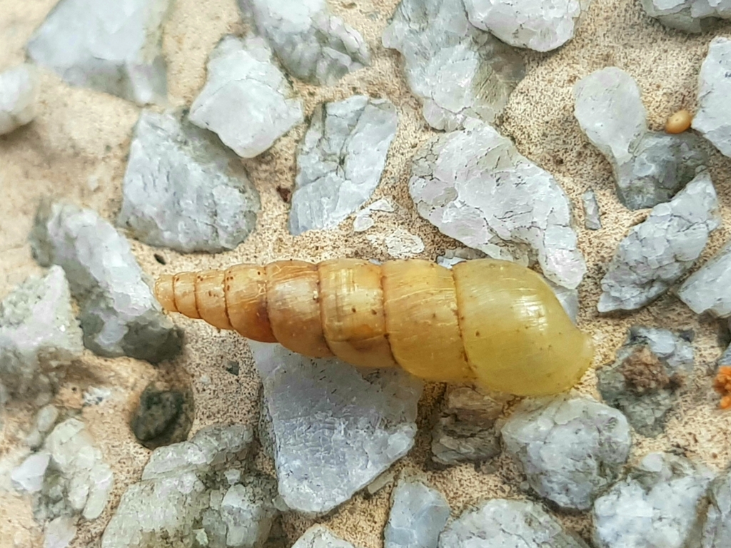 Subulina from Kuala Lumpur City Centre, 50450 Kuala Lumpur, Wilayah ...