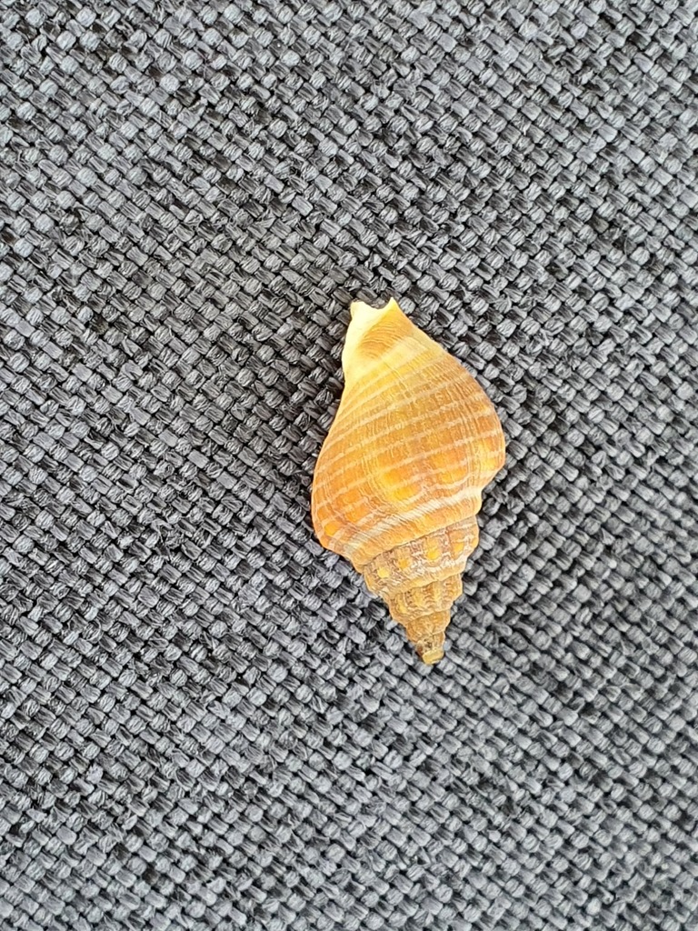 Lineated cominella from Ocean Grove - Barwon Heads VIC, Australia on ...