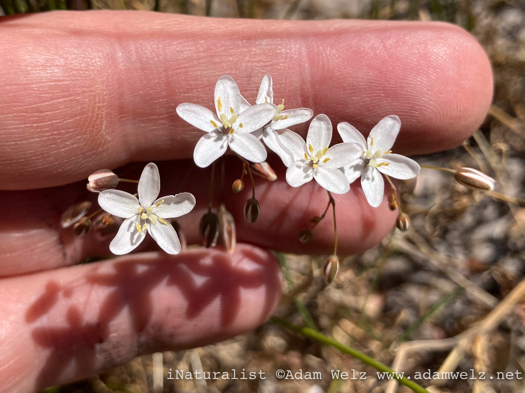 Drought Spookasem from Kommetjie, Cape Town, South Africa on December ...