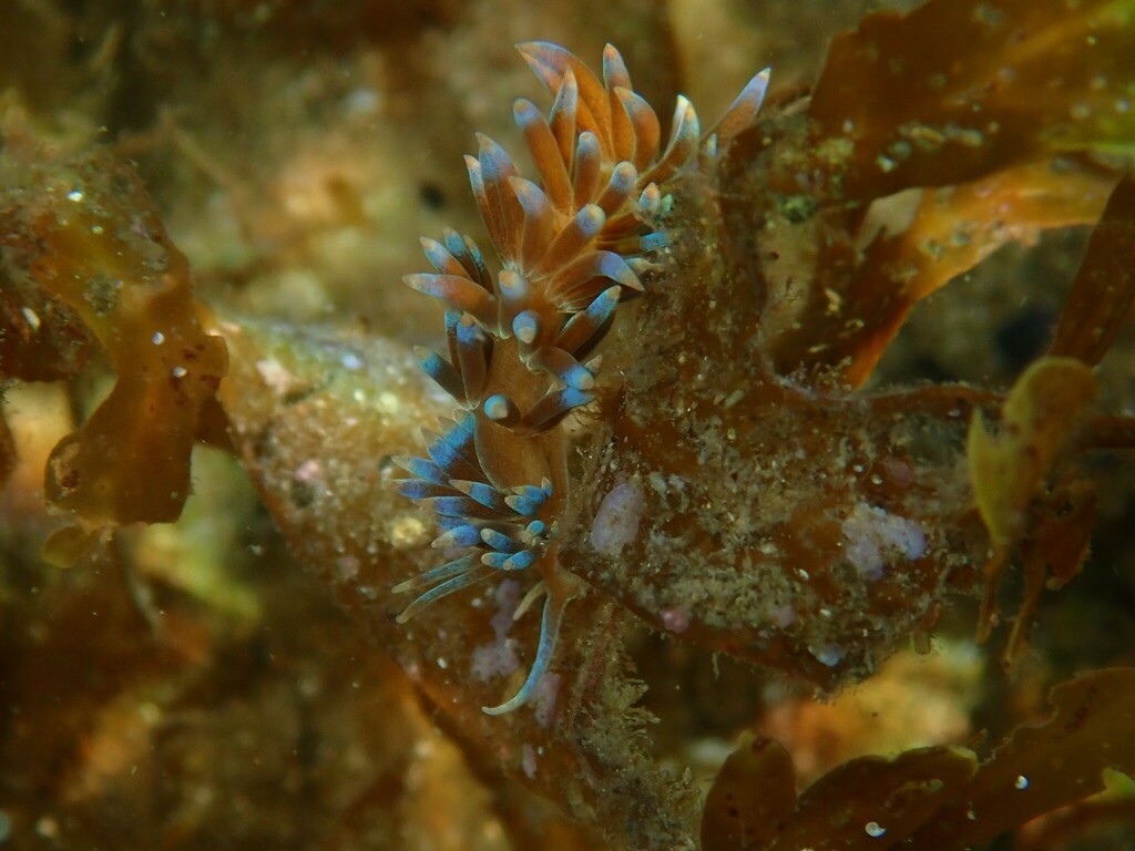 Phyllodesmium macphersonae from San Remo reef/banks on January 11, 2024 ...